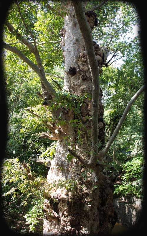 stately-Kumbuk-trees - Grand Udawalawe Safari Resort
