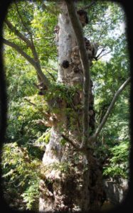 stately-Kumbuk-trees - Grand Udawalawe Safari Resort